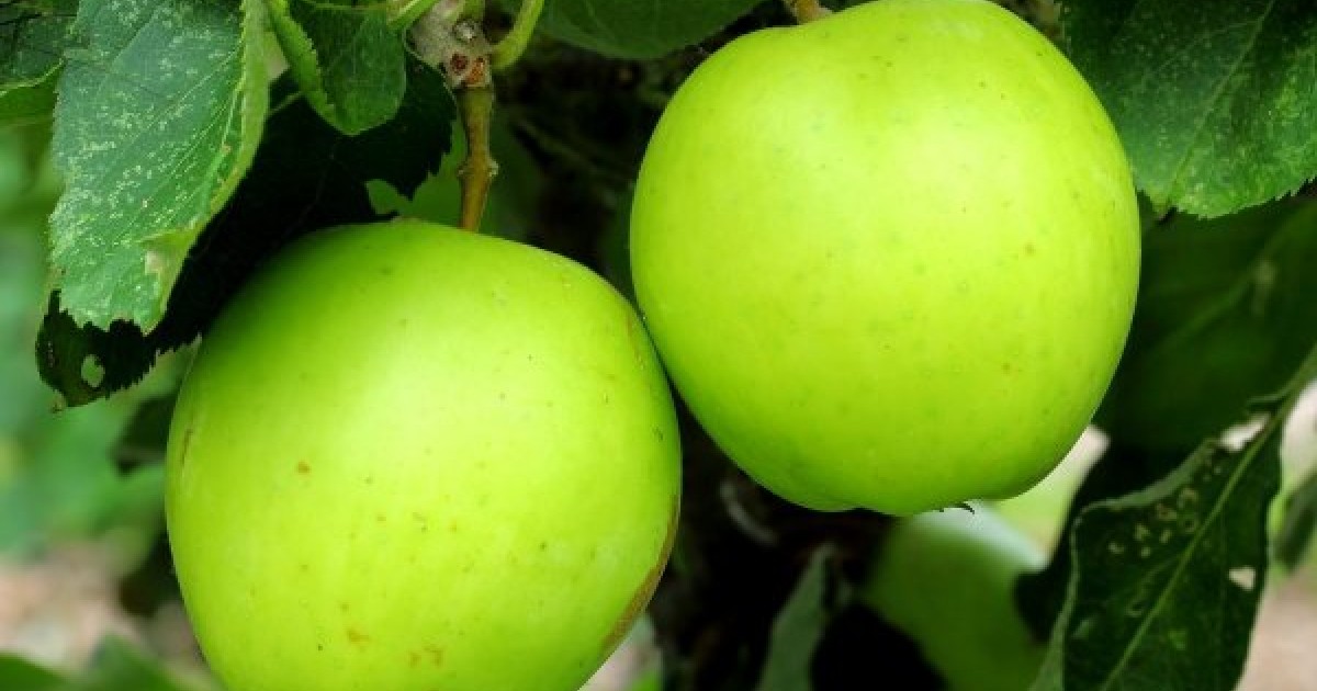 Buy Antonovka Apple (Malus Domestica) 20+ seeds online :: Seeds ...
