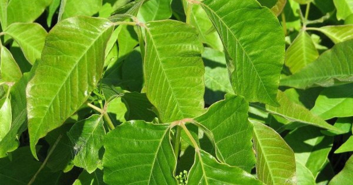 Buy Chinese Lacquer Tree (Toxicodendron Vernicifluum) 25+ seeds online ...
