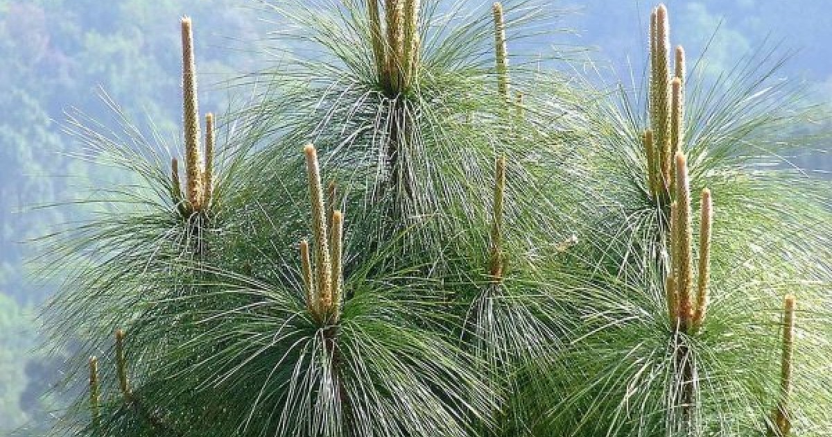 Buy Chir pine (Pinus Roxburghii) 5+ seeds online :: Seeds :: HobbySeeds ...