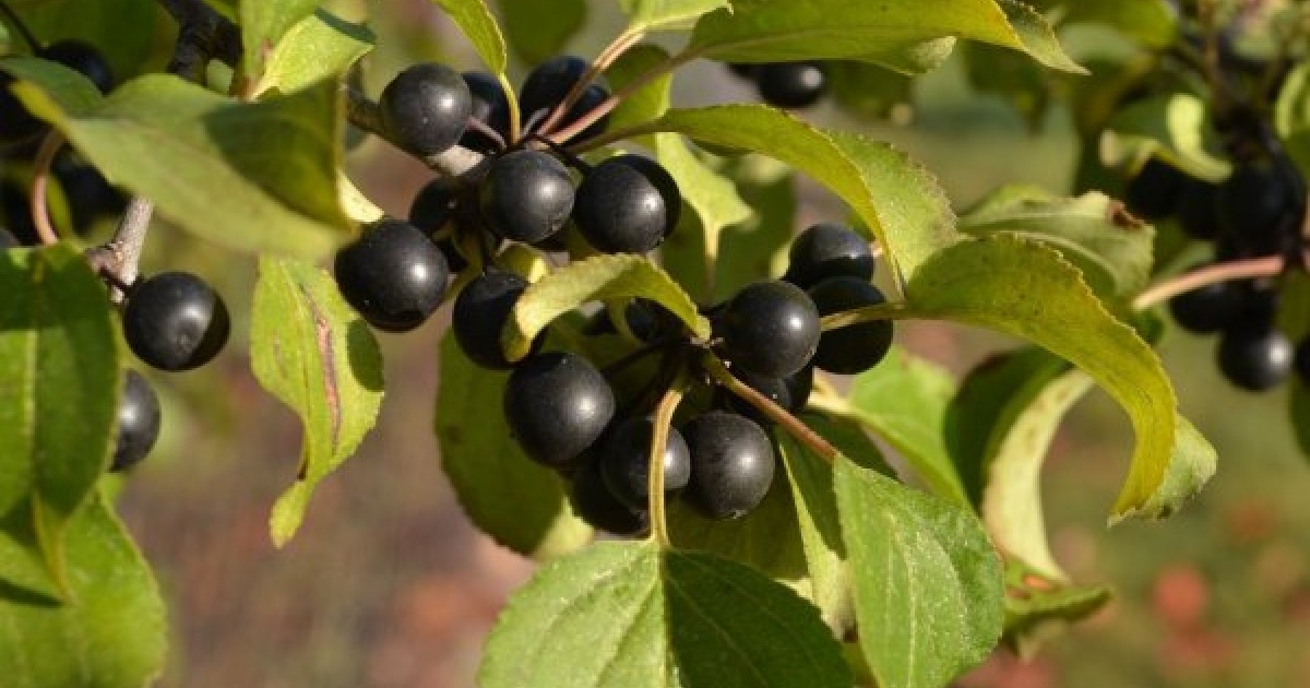 European Buckthorn (Rhamnus Cathartica) 30 seeds