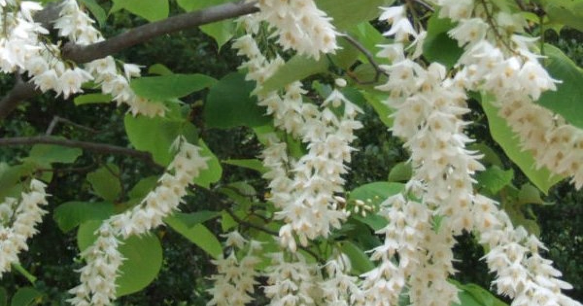 Buy Fragrant Snowbell (Styrax Obassia) 10 seeds online :: Seeds ...