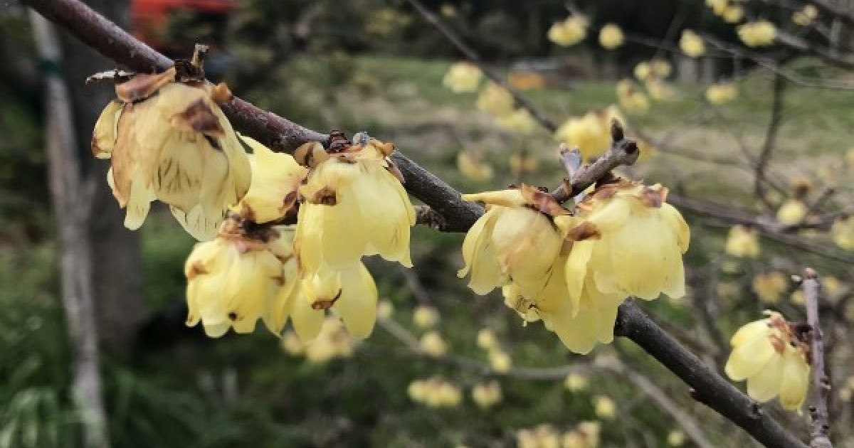 Buy Fragrant Wintersweet (Chimonanthus Praecox) 2 seeds online :: Seeds ...