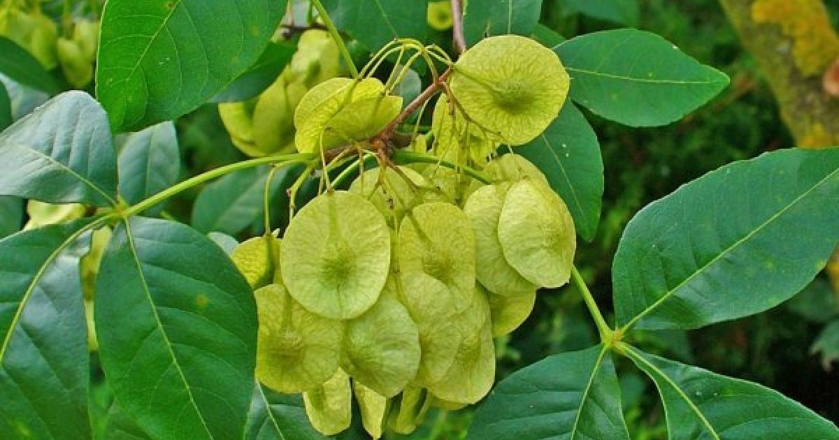 Buy Hop Tree / Ash (Ptelea Trifoliata) 10 seeds online :: Seeds ...