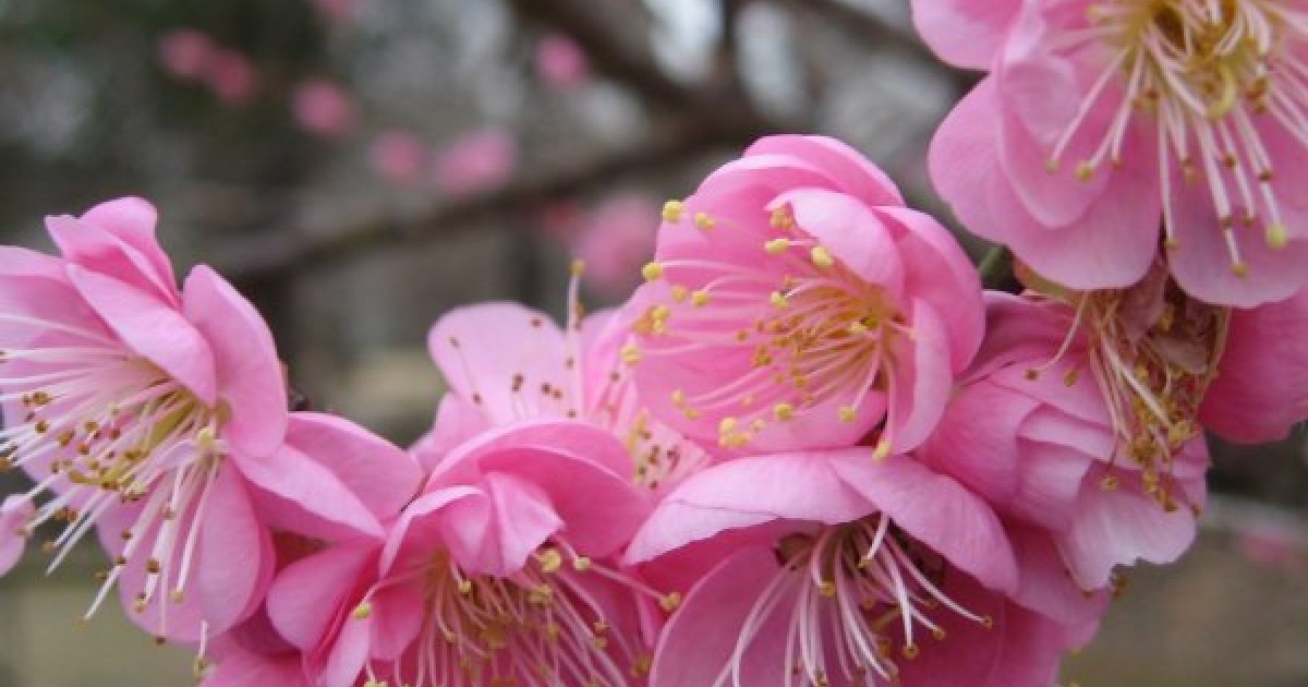 Buy Japanese Apricot (Prunus Mume) 6 seeds online :: Seeds ... Buy Japanese Apricot (Prunus Mume) 6 seeds online :: Seeds ...
