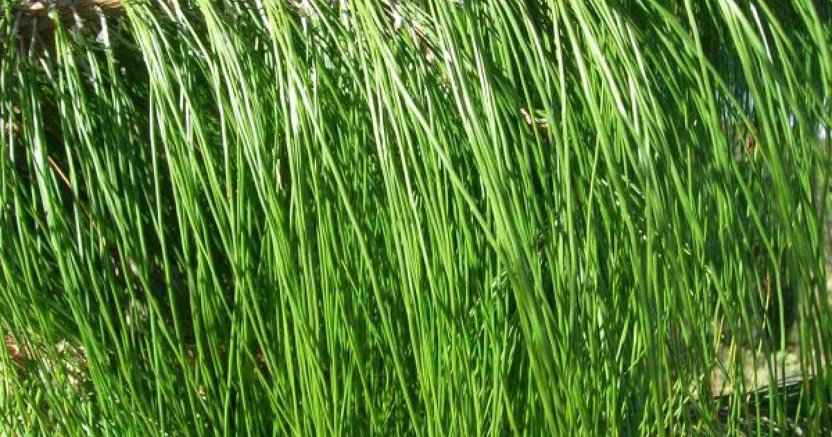 Buy Mexican weeping pine (Pinus Patula) 30 seeds online :: Seeds ...