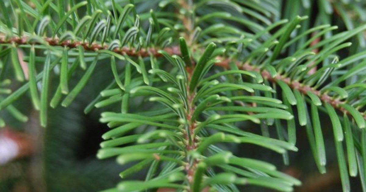 Buy Nordman Fir (Abies Nordmanniana) 5 seeds online :: Seeds ...