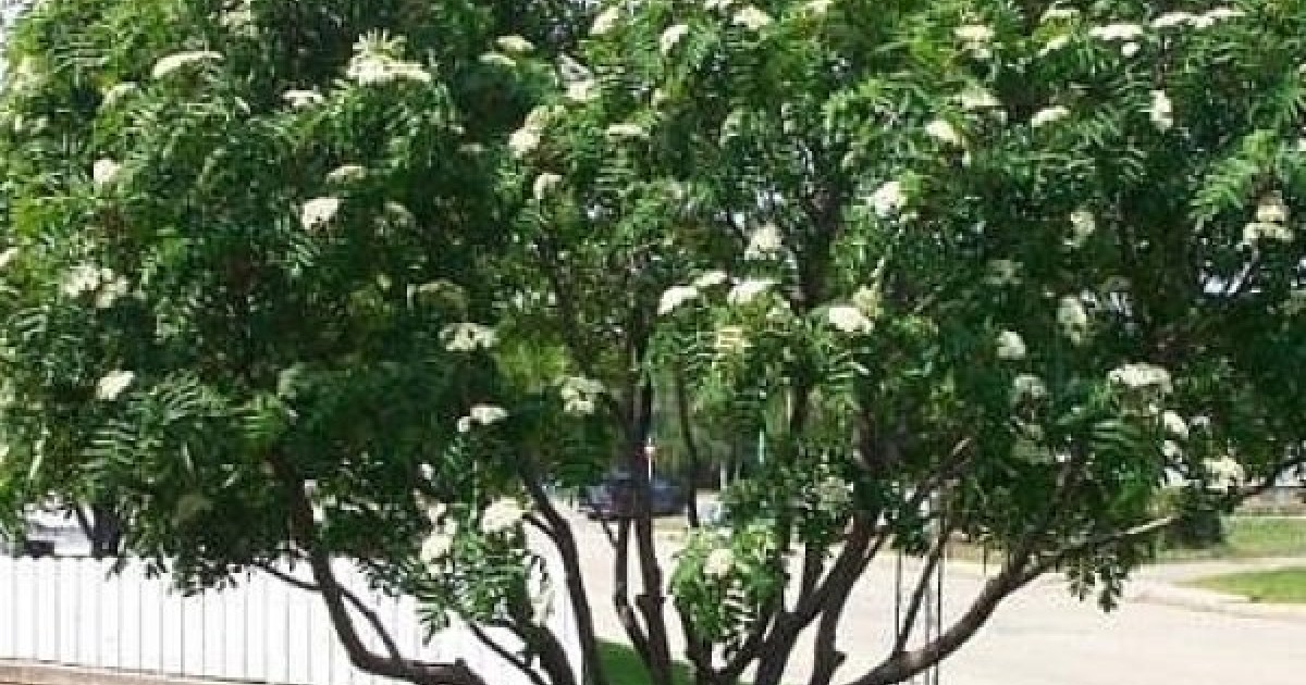 Buy Showy Mountain Ash (Sorbus Decora) 5 seeds online :: Seeds ...