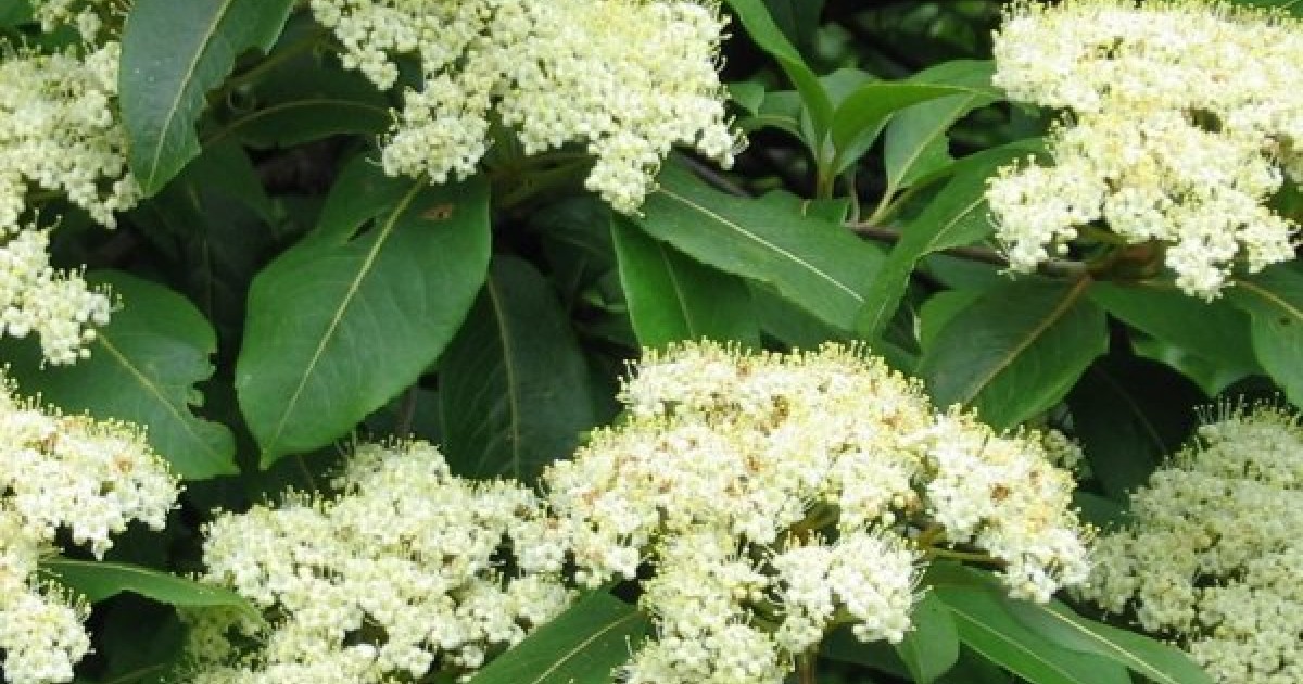 Buy Tea Berry / Withe Rod (Viburnum Cassinoides) 10+ seeds online ...