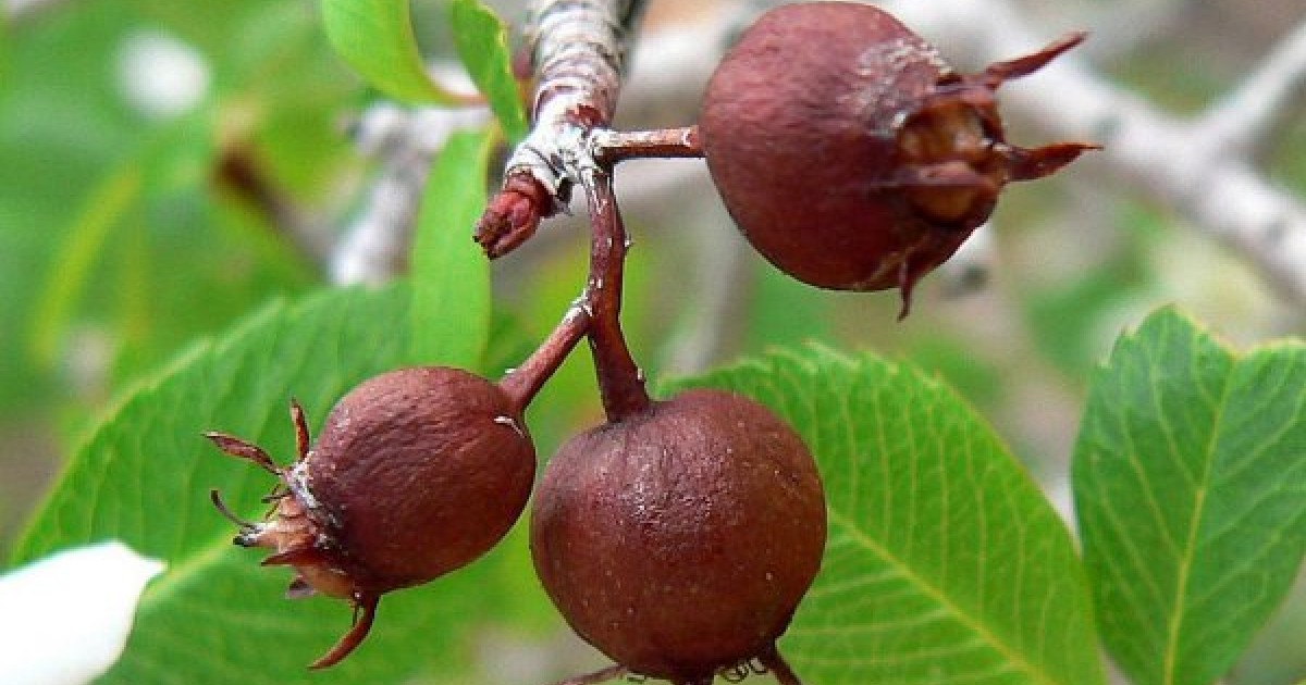 Buy Utah Serviceberry (Amelanchier Utahensis) 30+ seeds online :: Seeds ...